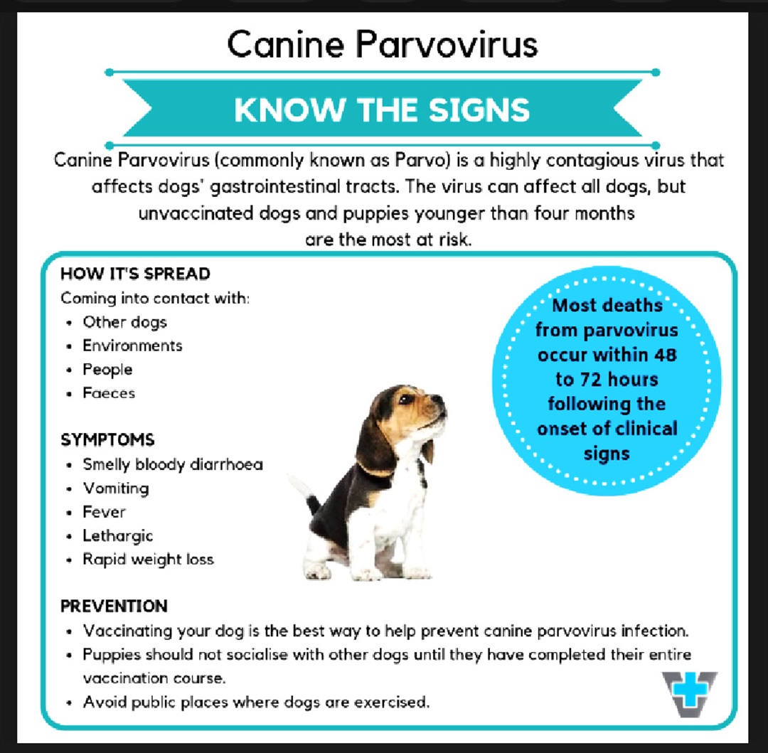 Parvovirus outbreak at Cowra Pound | Cowra Council