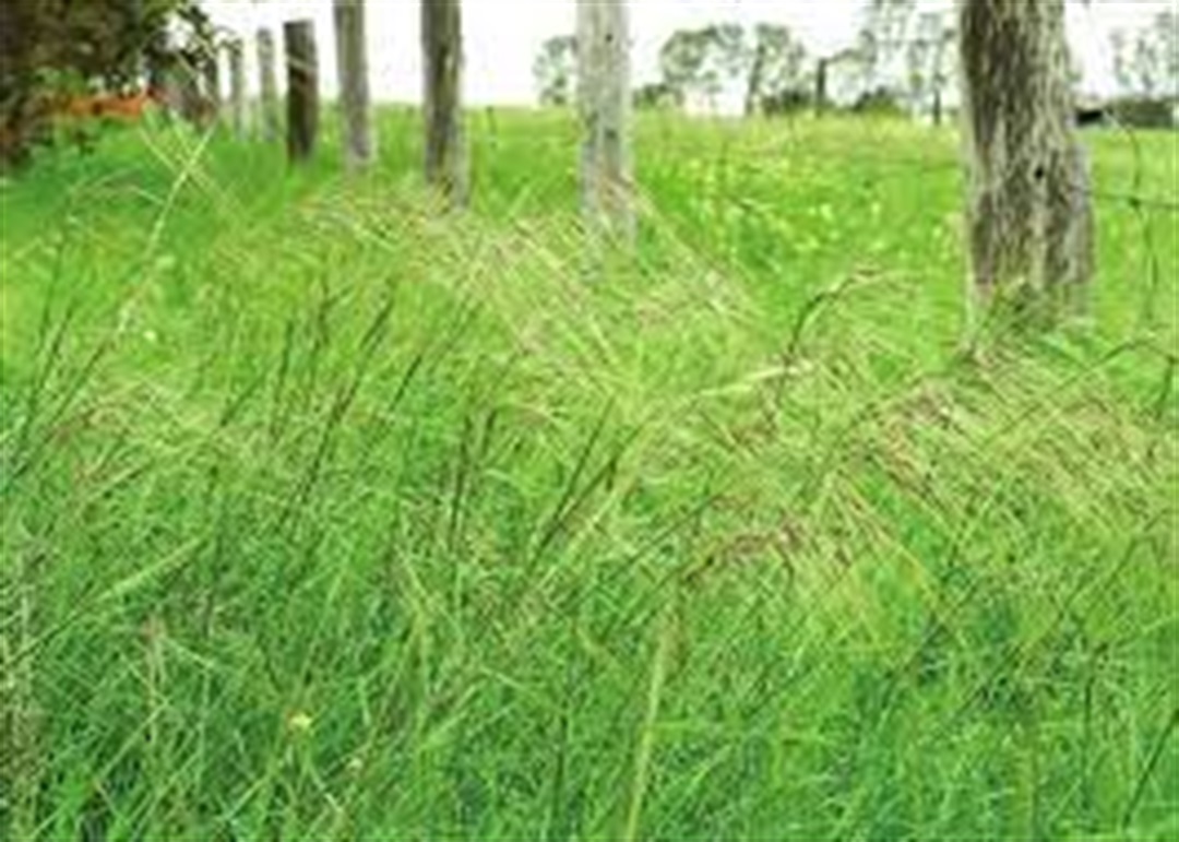 Chilean Needle Grass Information Day | Cowra Council